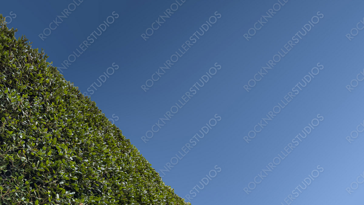 Blue Sky with Green Hedge Corner. Eco-Friendly Background with copy-sp ...